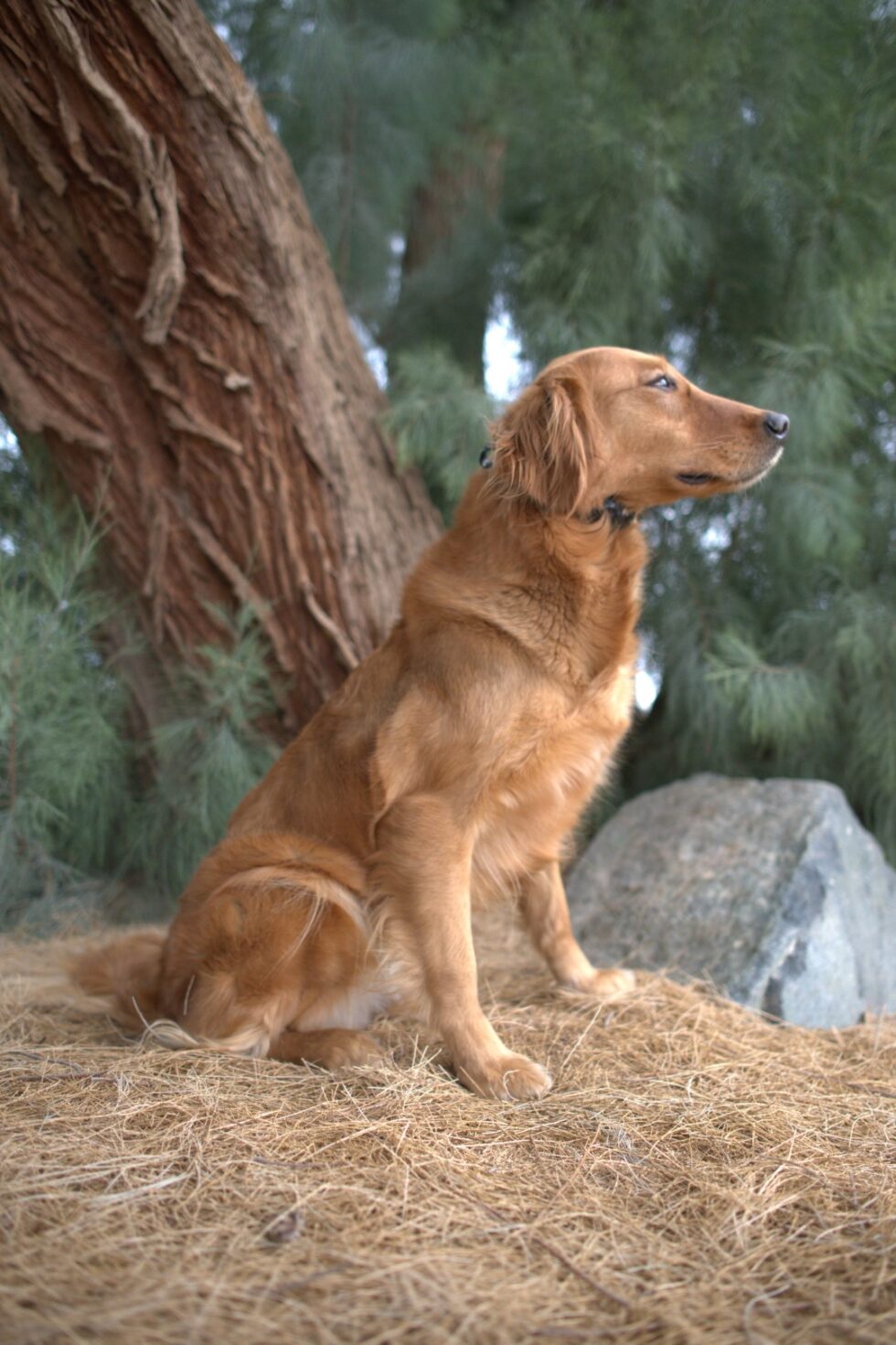 Our Golden Family - Goldwing Kennels