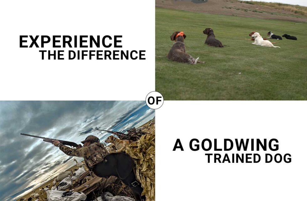 Hunting & Obedience Dog Training Magrath, Alberta | Goldwing Kennels